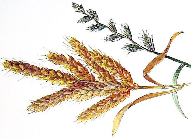 SUNDAY 30 JULY 2023: THE SIXTEENTH SUNDAY IN ORDINARY TIME. – Sunday ...